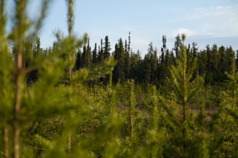 Five facts about Canada’s boreal forest - Oil Sands Alliance